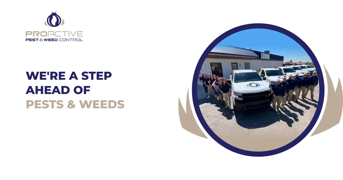 Pest & Weed Control in Rio Rancho | ProActive Pest & Weed Control